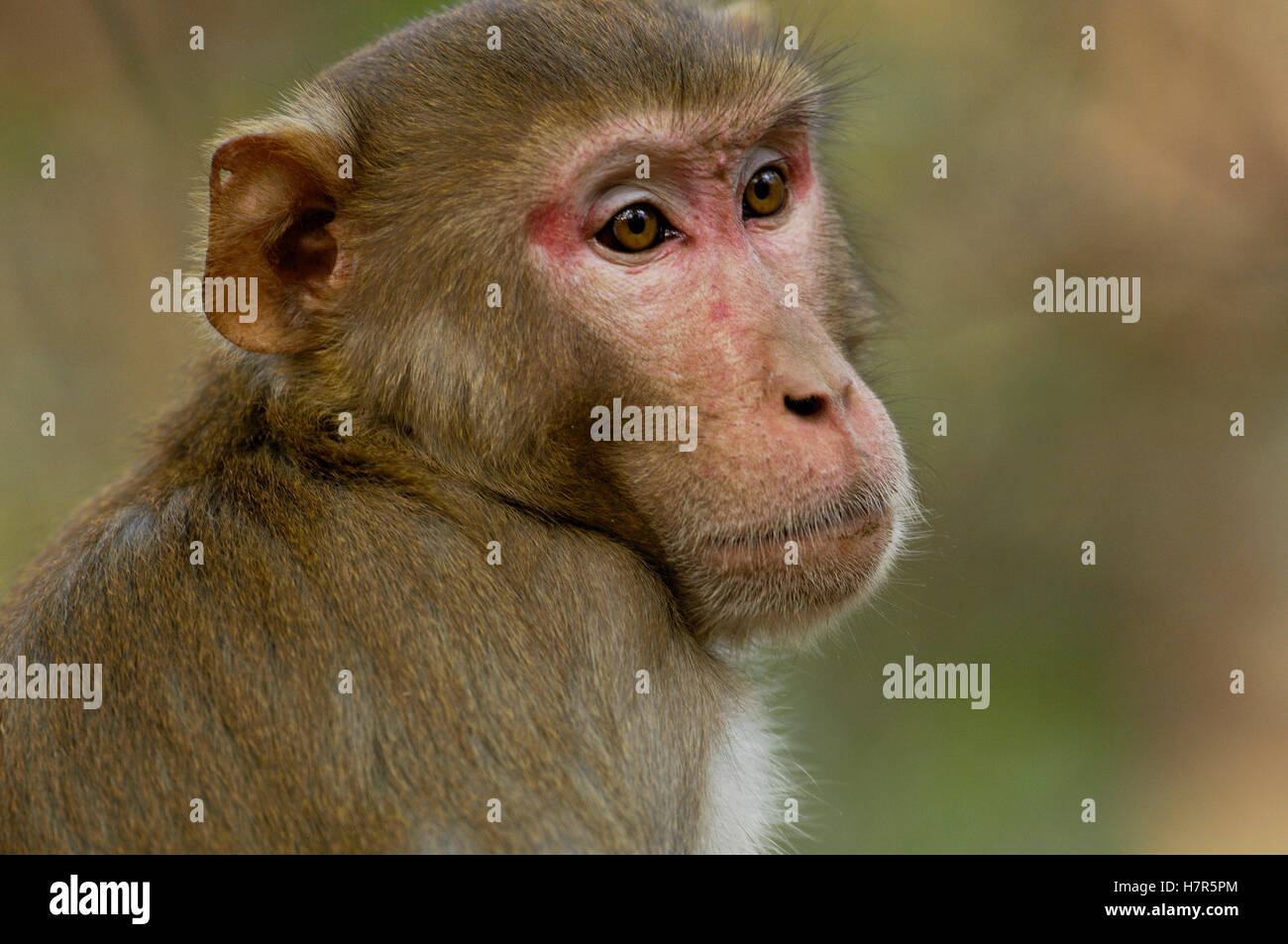 Rhesus Macaque (Macaca mulatta) portrait, Rajasthan, India Stock Photo - Alamy
