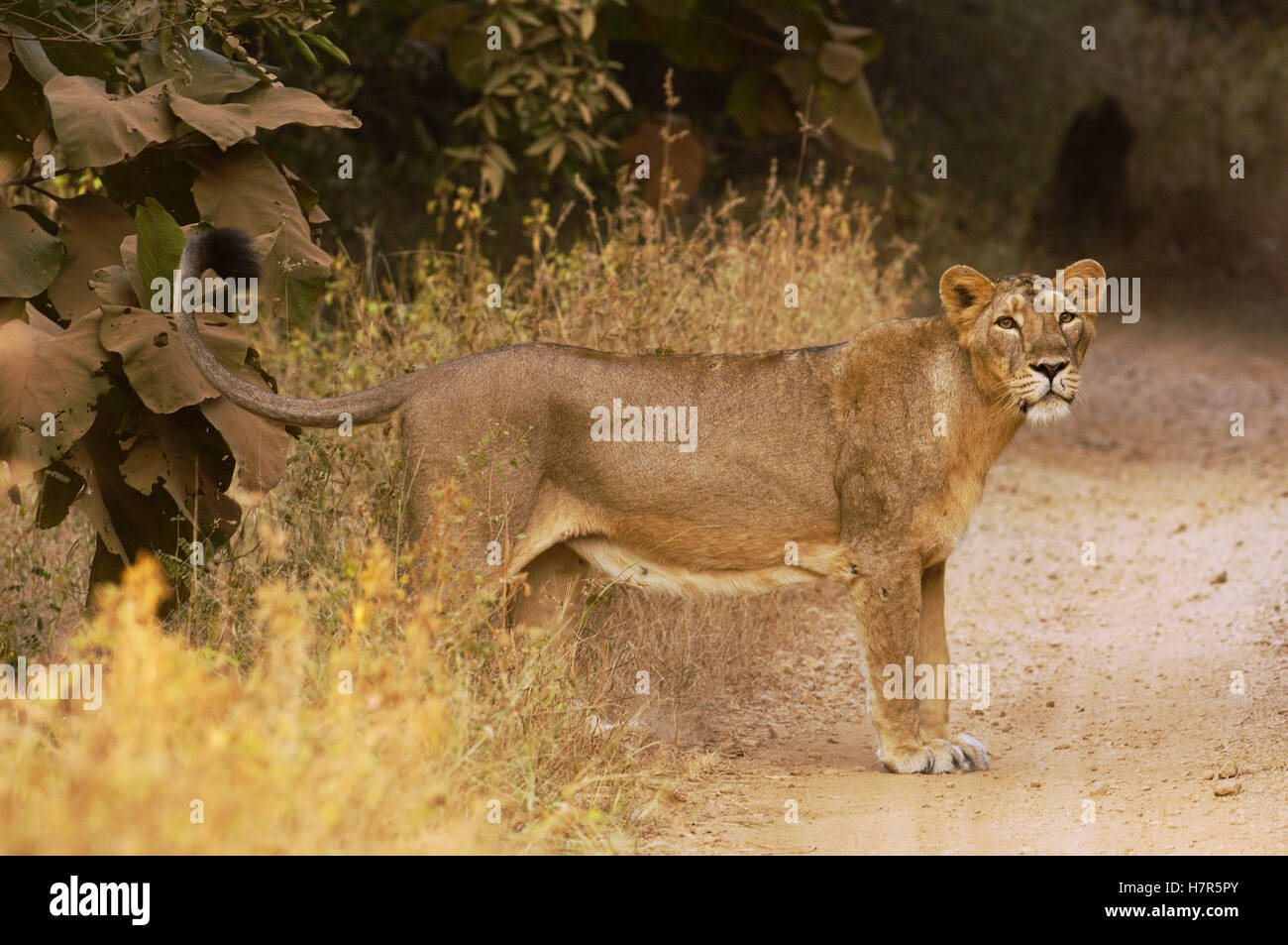 Asiatic Lion (Panthera leo persica) lioness at edge of dirt road, Gir ...