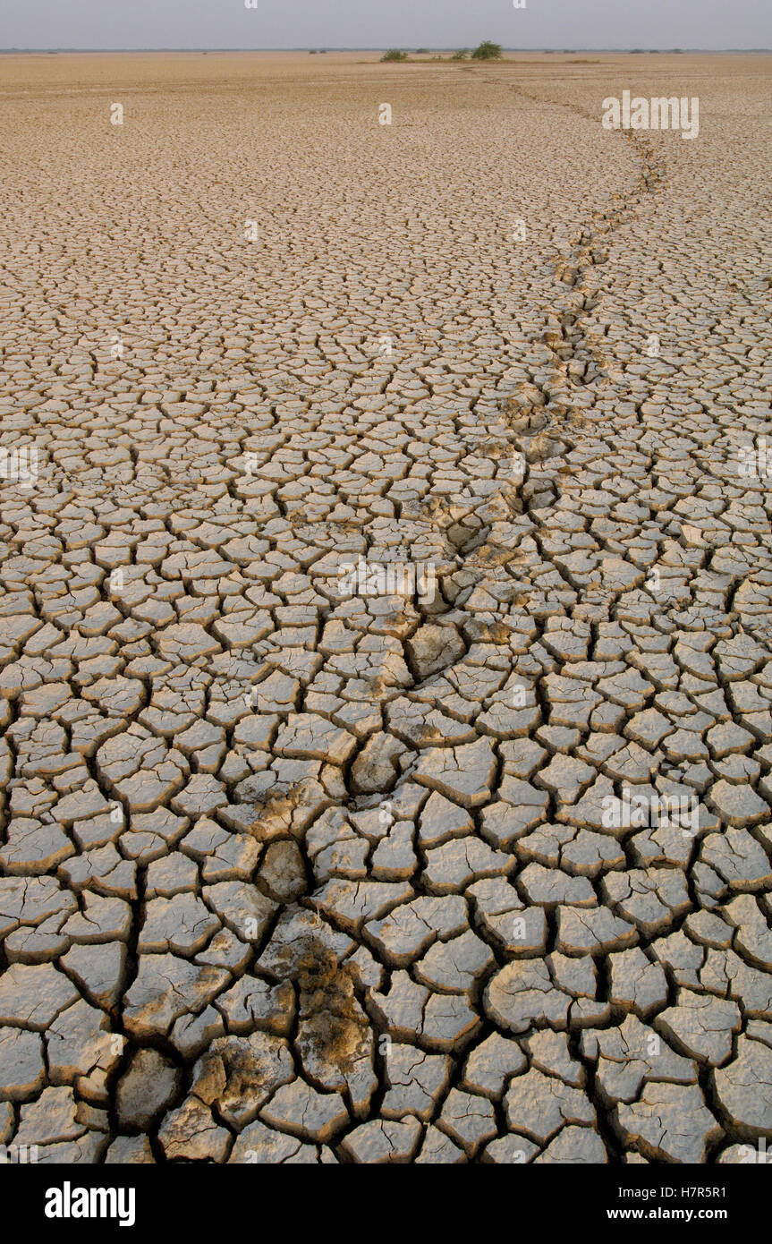 Indian Wild Ass (Equus hemionus khur) tracks across dry cracked mud ...