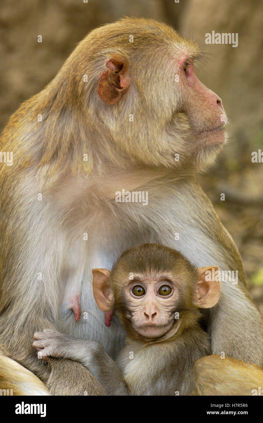 Rhesus Macaque (Macaca mulatta) mother and infant in the town of Bharatpur, Rajasthan, India ...