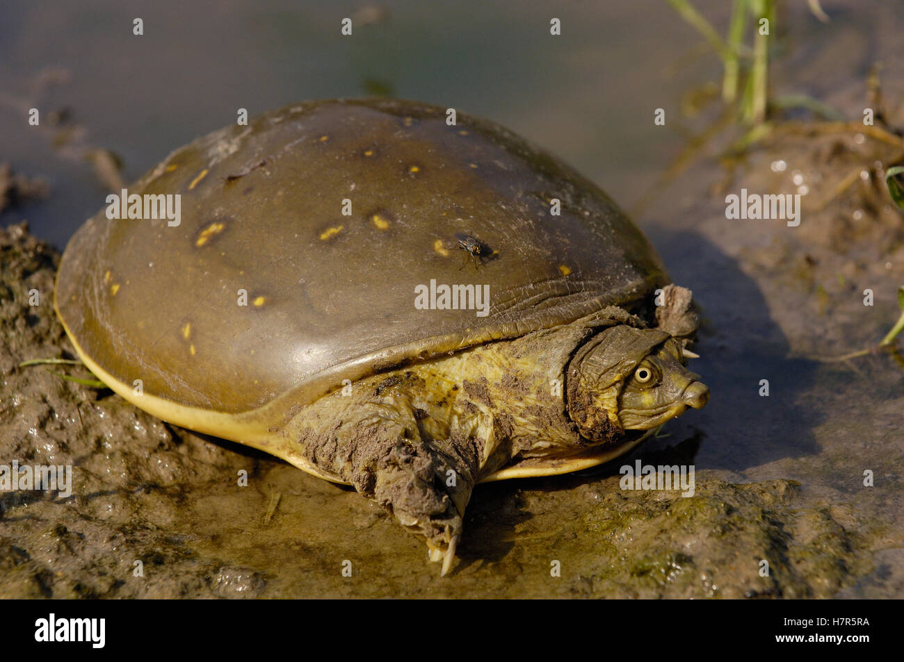 Flapshell Turtle (Cyclanorbinae) in puddle, Bharatpur National Park ...