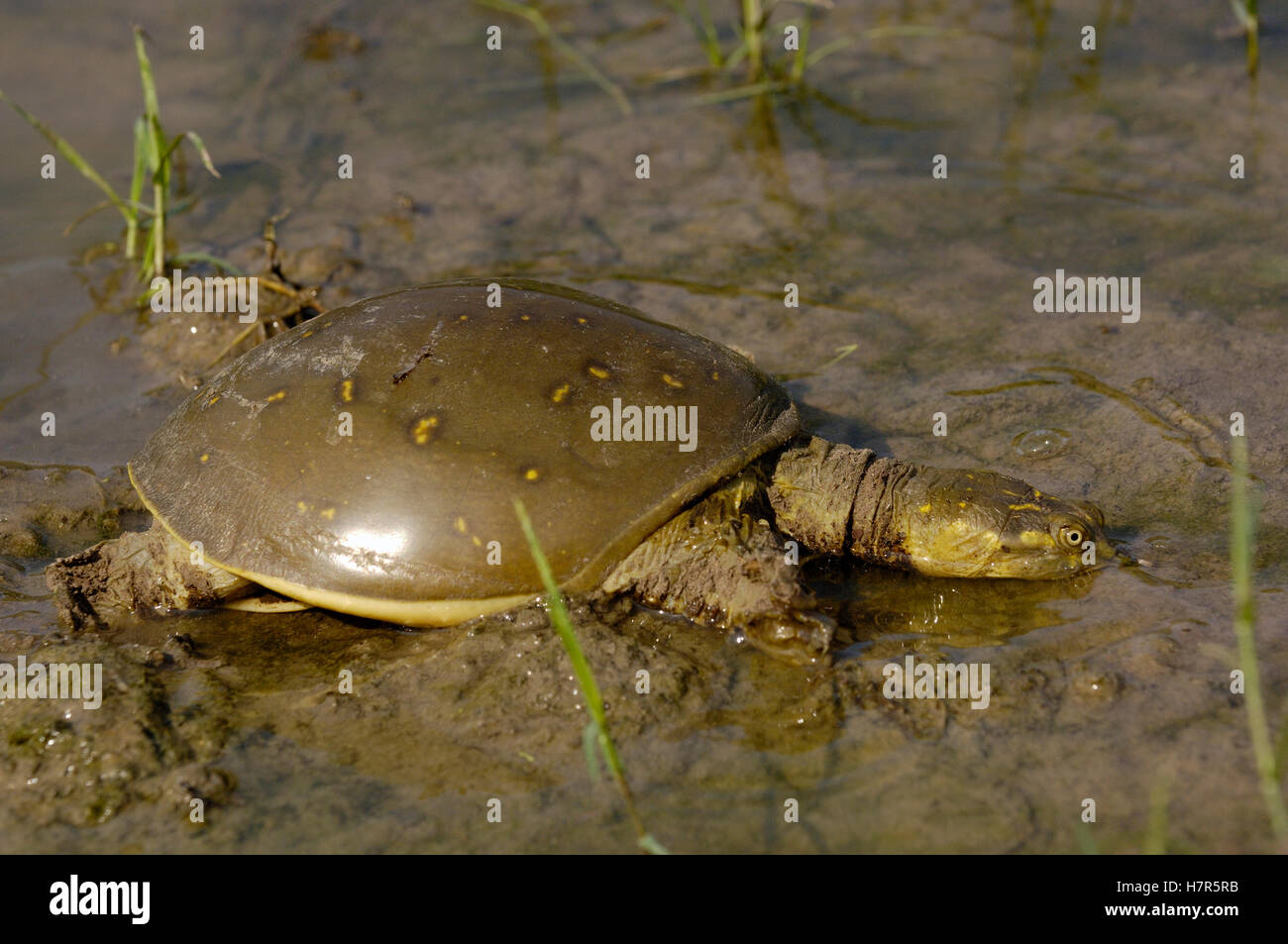 Flapshell Turtle (Cyclanorbinae) in muddy puddle, Bharatpur National ...