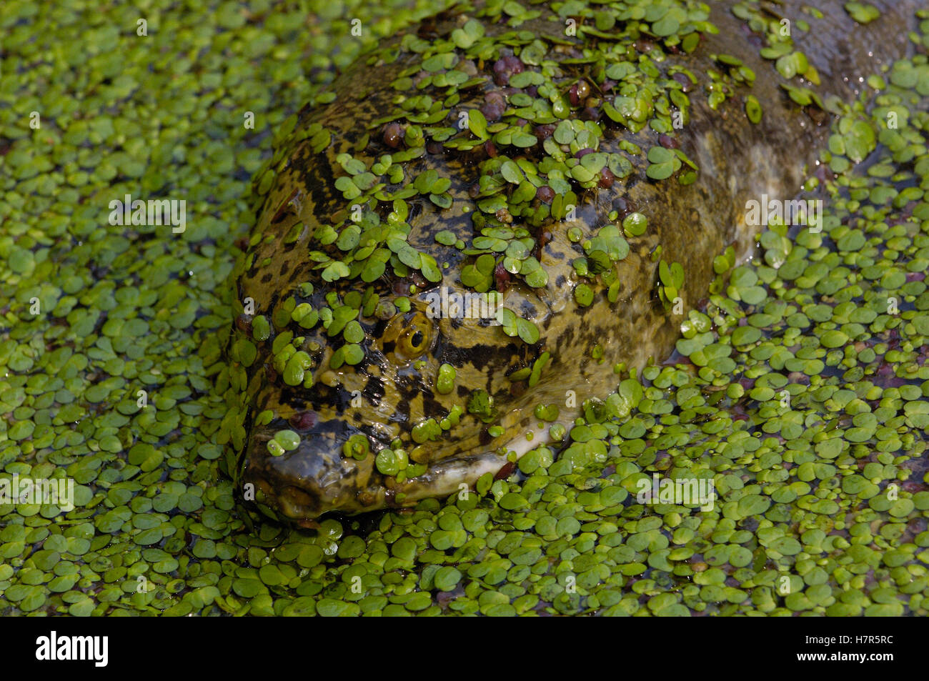 Softshell Turtle (Trionychidae) covered with pond weed, Bharatpur ...