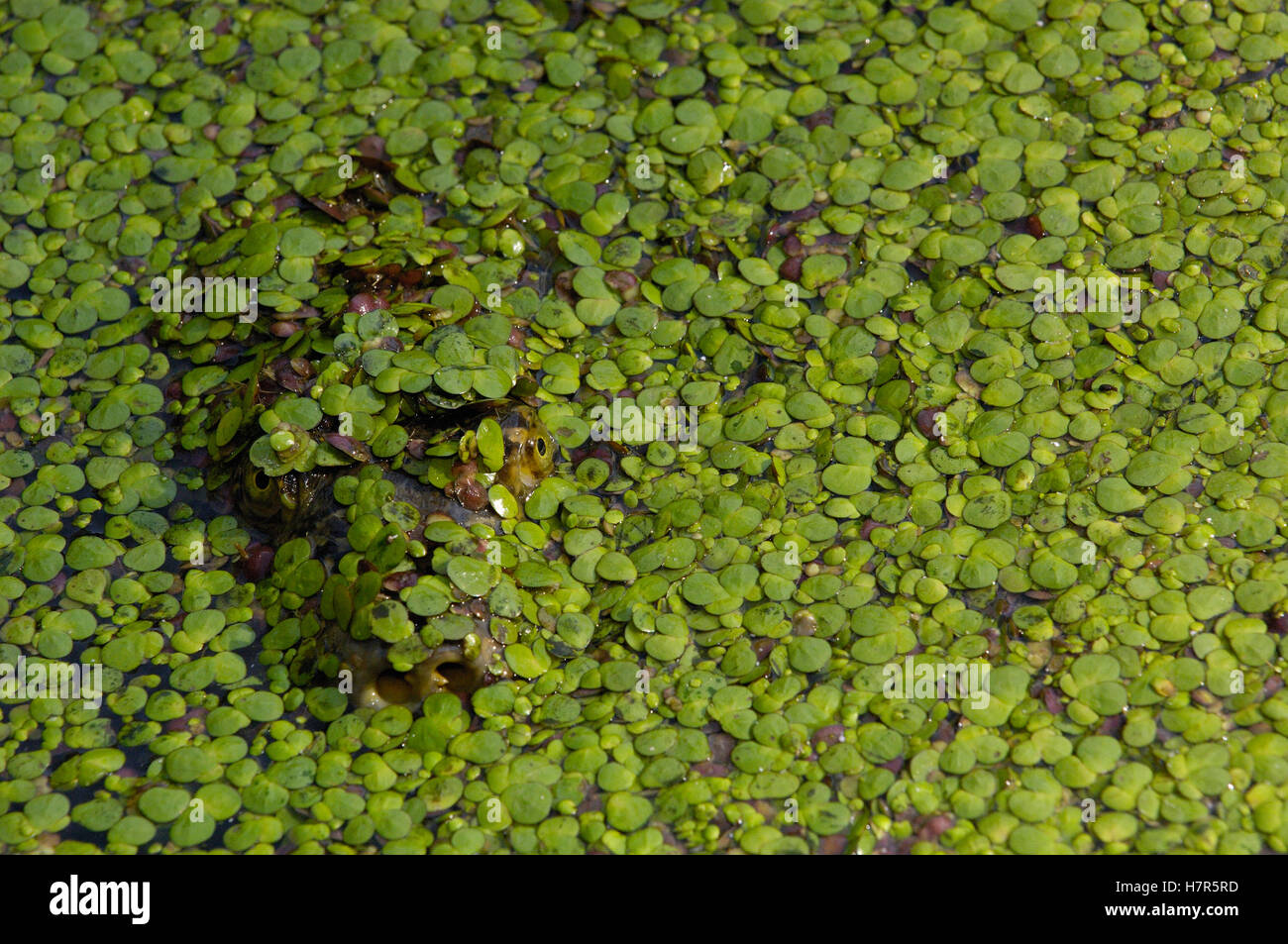 Softshell Turtle (Trionychinae) covered with pond weed, Bharatpur ...