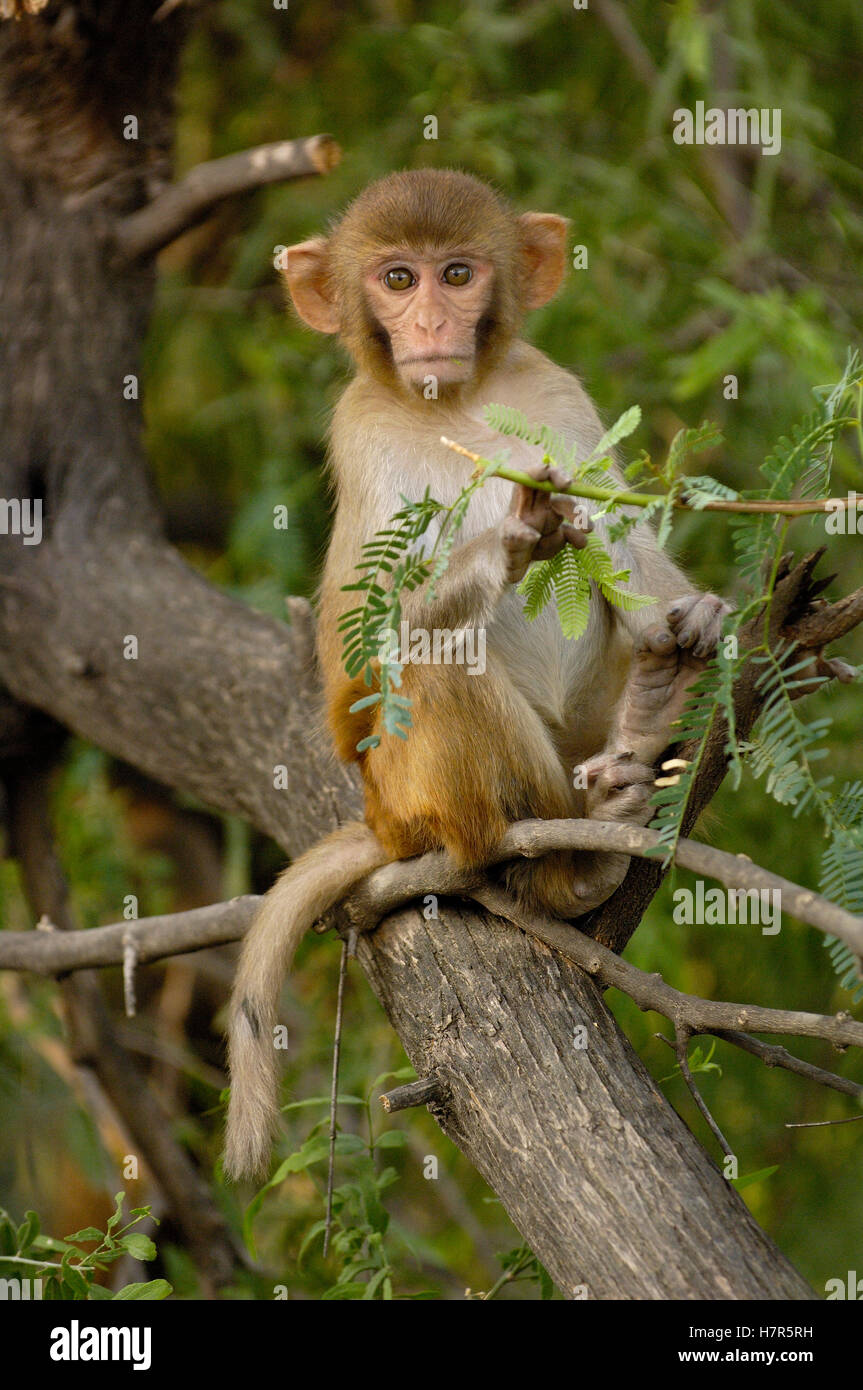 Rhesus Macaque (Macaca mulatta) infant portrait in the town of ...