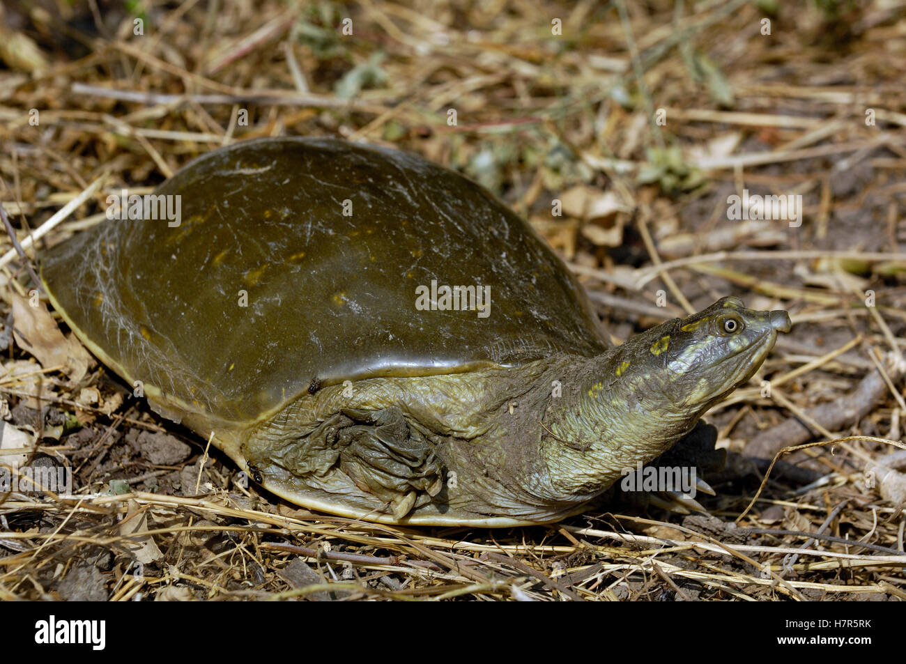 Flapshell Turtle (Cyclanorbinae), Bharatpur National Park, Rajasthan ...