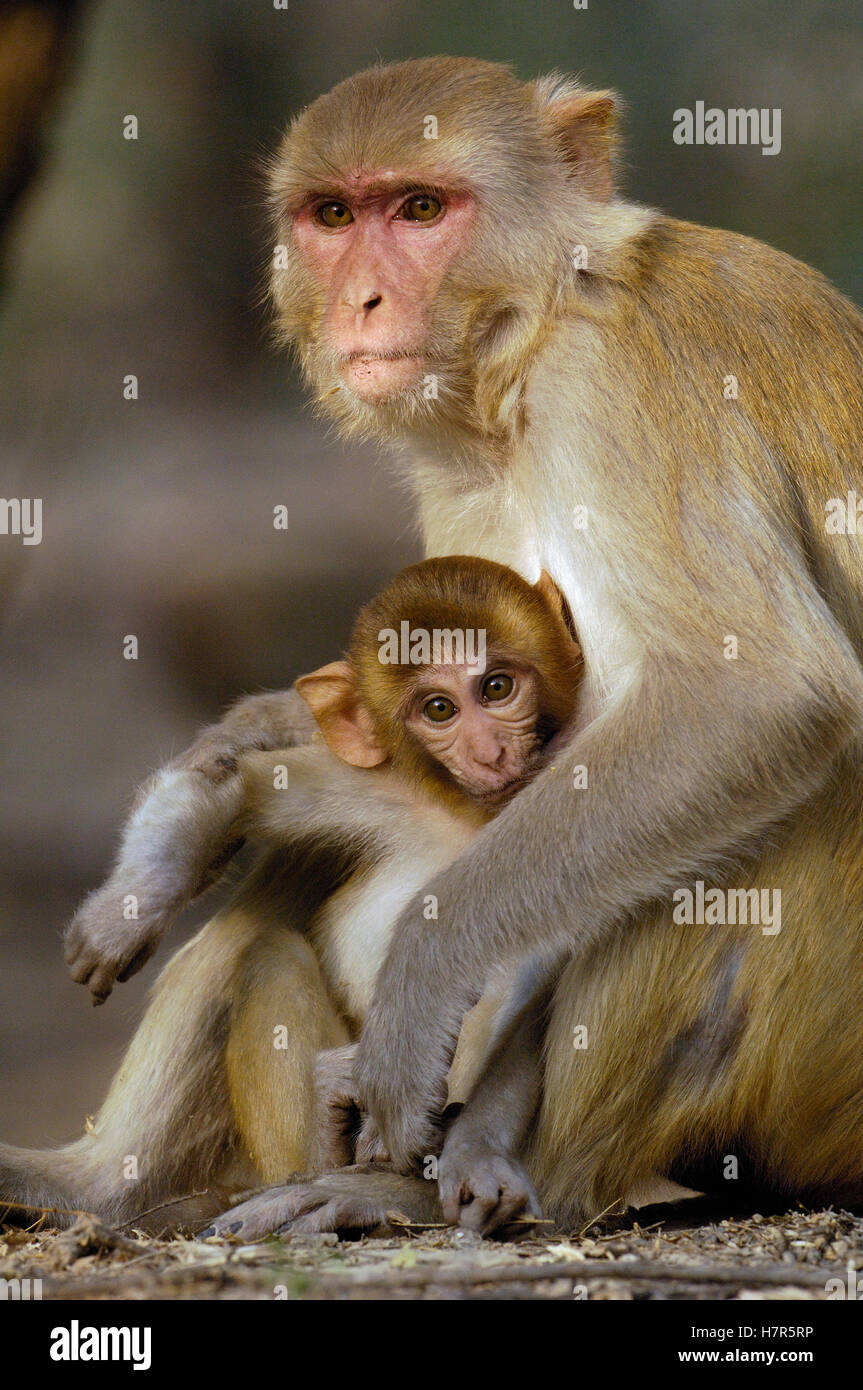 Rhesus Macaque (Macaca mulatta) mother and infant in the town of Bharatpur, Rajasthan, India ...