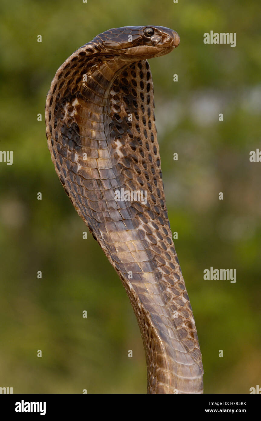 Spectacled Cobra (Naja naja) with hood flared in defense posture ...