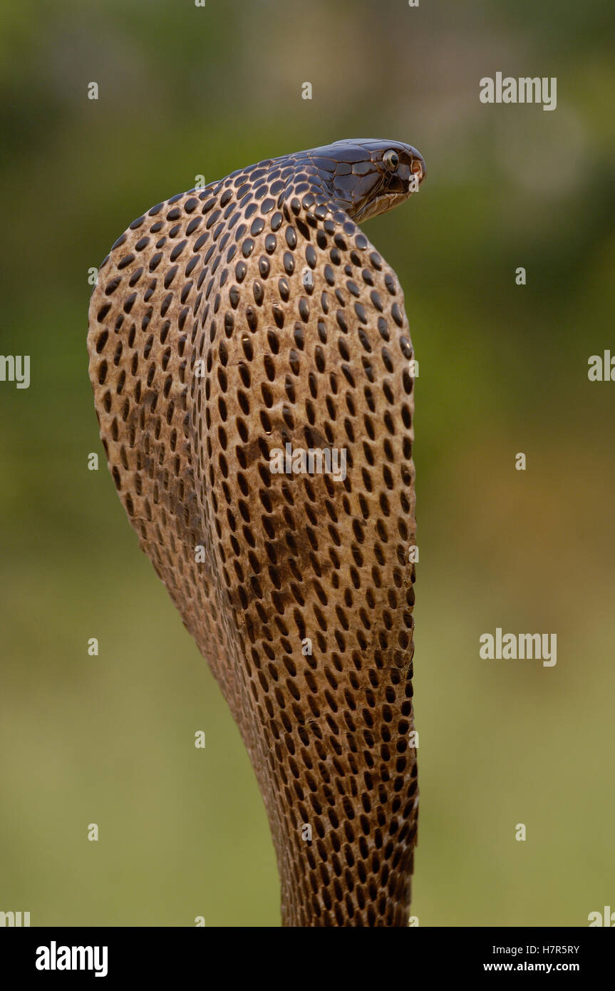 Spectacled Cobra (Naja naja) with hood flared in defense posture ...