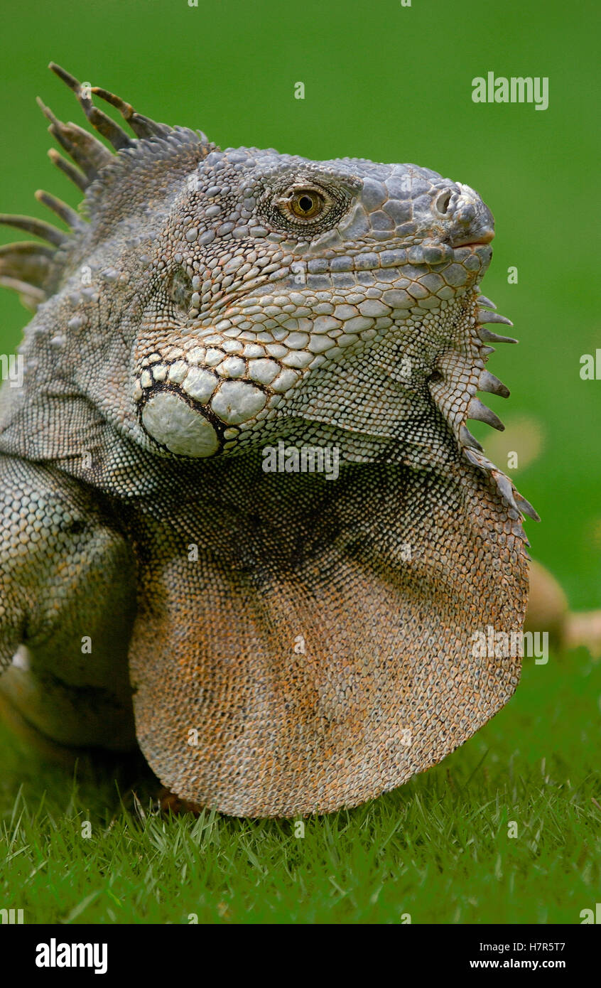 Green Iguana (Iguana iguana) flaring dewlap in threat display ...