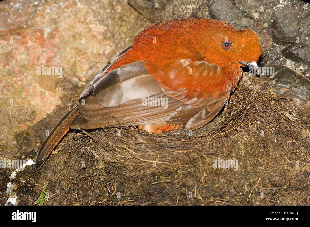 Andean Cock-of-the-rock (Rupicola peruvianus) female on nest, west ...