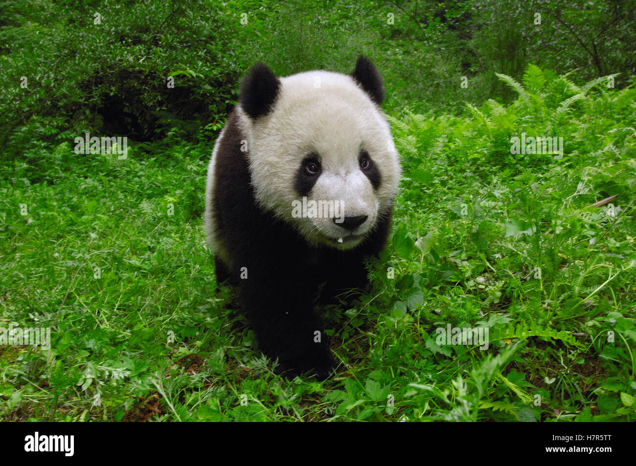Giant Panda (Ailuropoda melanoleuca) standing in vegetation, Wolong ...