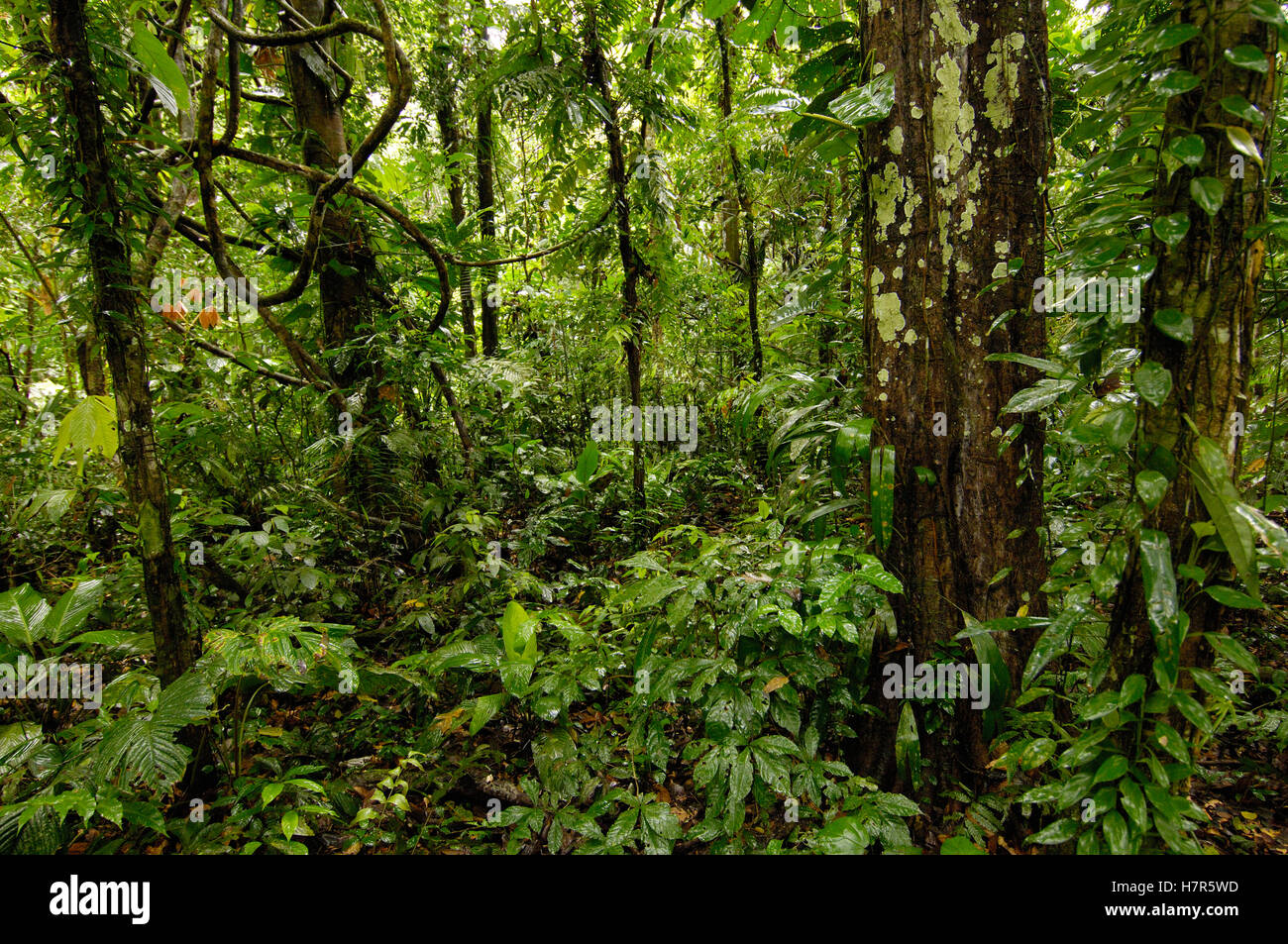 Tropical rainforest understory, Yasuni National Park declarned a UNESCO ...