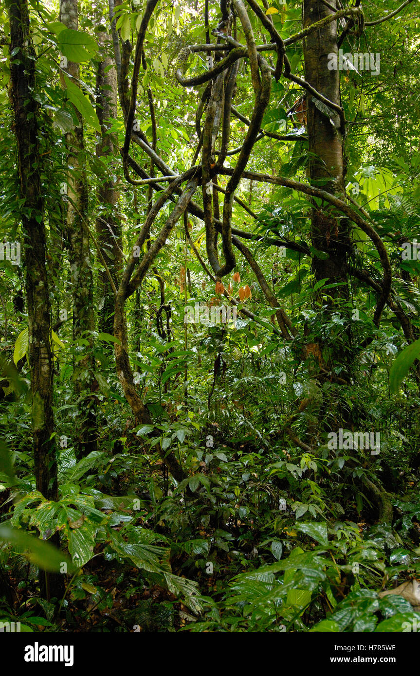 Vines in tropical rainforest understory, Yasuni National Park declarned ...