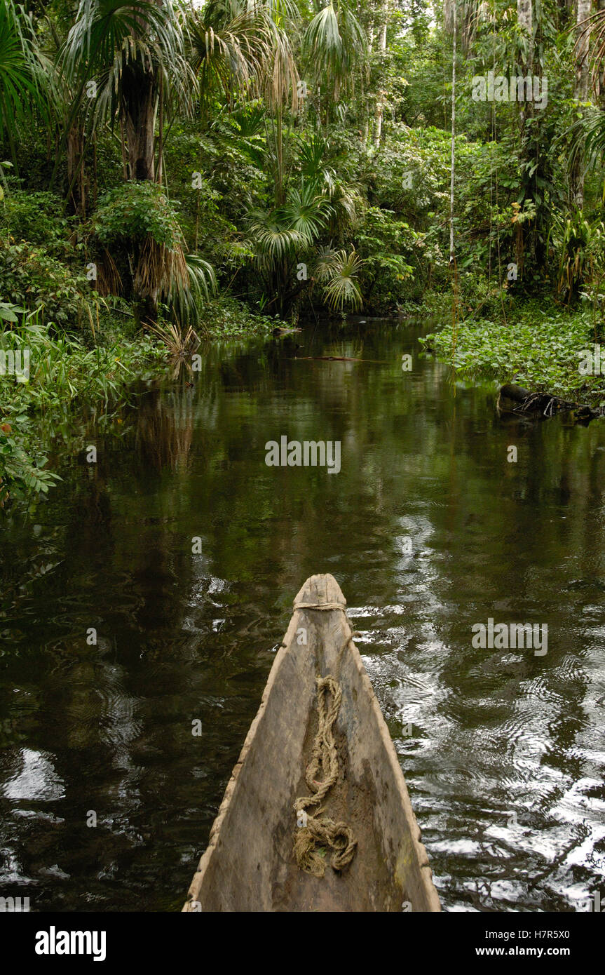Dugout canoe in blackwater stream, Yasuni National Park Biosphere ...