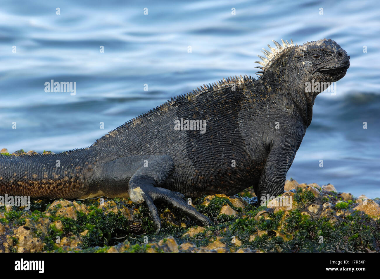 Marine Iguana (Amblyrhynchus cristatus), Fernandina Island, Galapagos ...