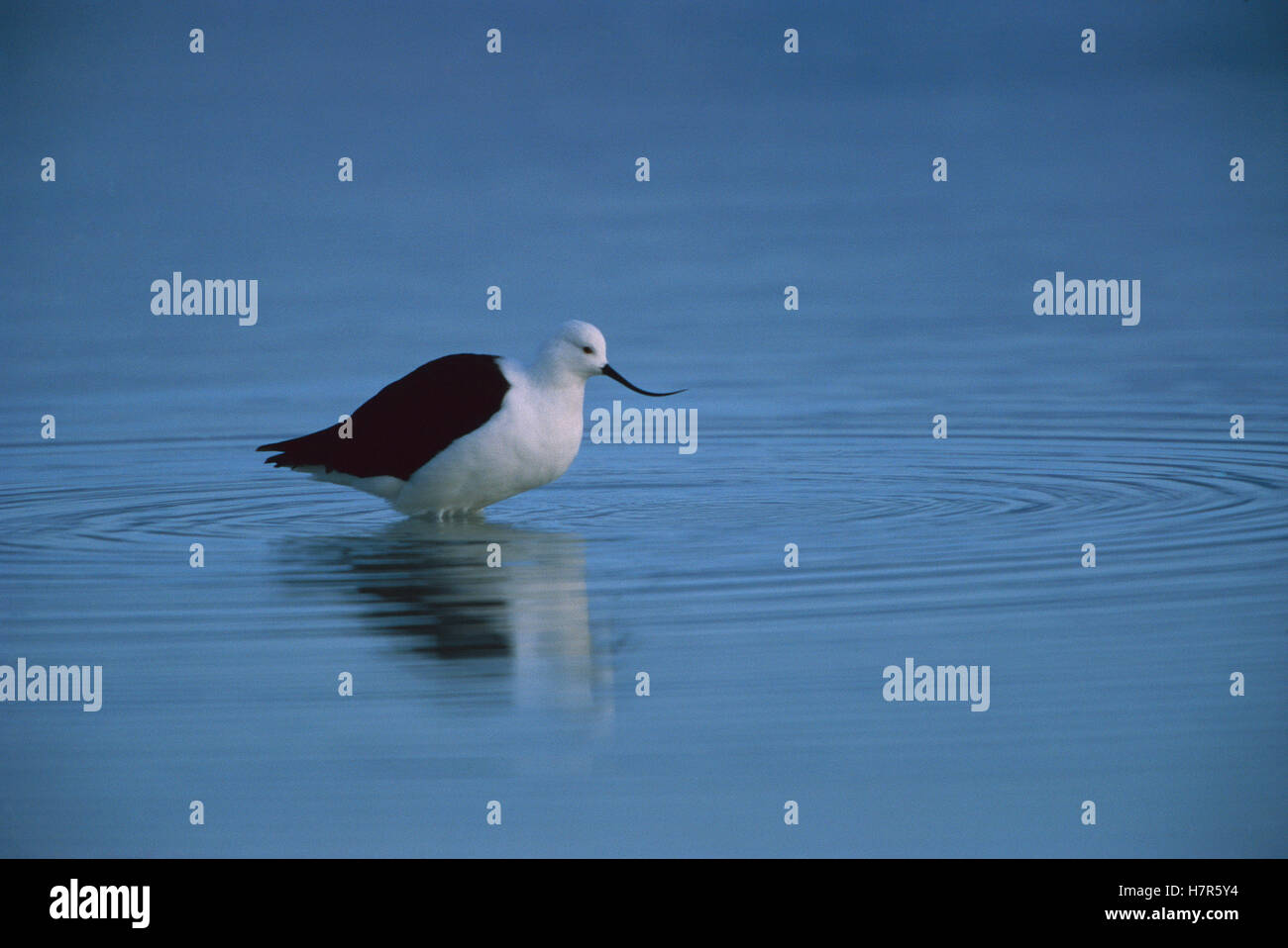 Andean Avocet (Recurvirostra andina) wading, Laguna Blanca, Bolivia ...