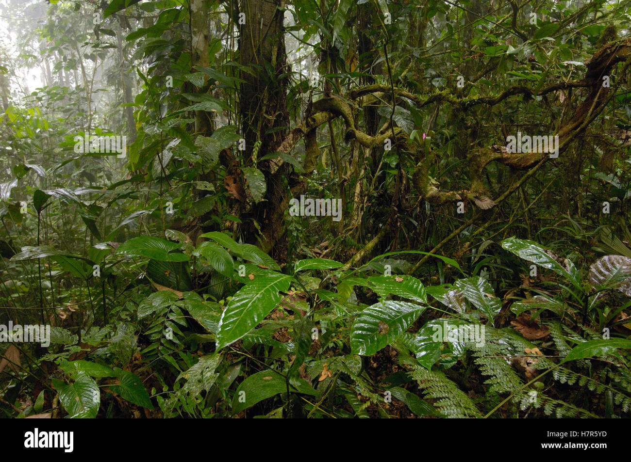 Primary rainforest, western slope of Andes Mountains, Ecuador Stock ...