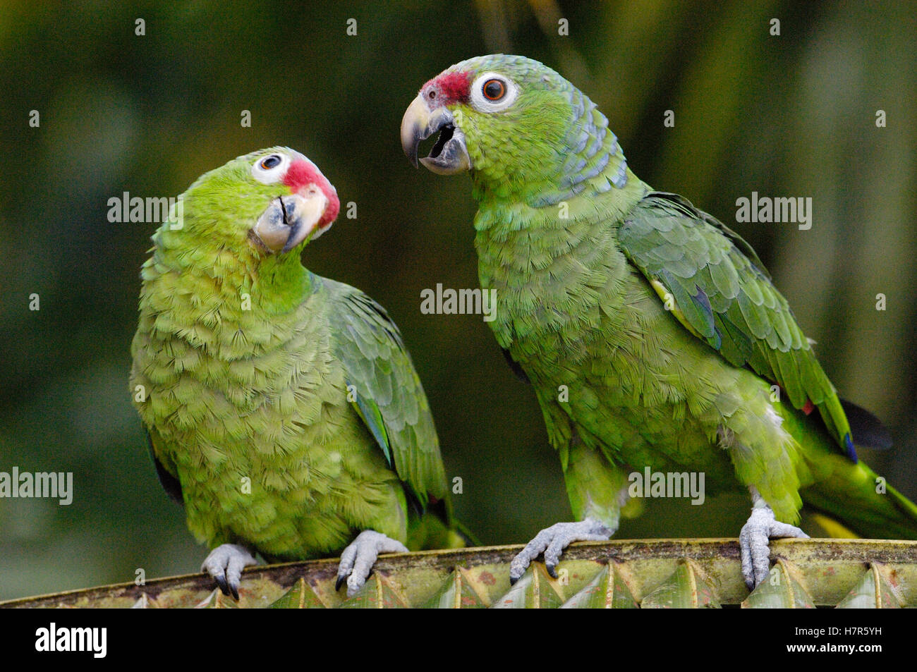 Red-lored Parrot (Amazona autumnalis) pair sitting on branch, Ecuador ...