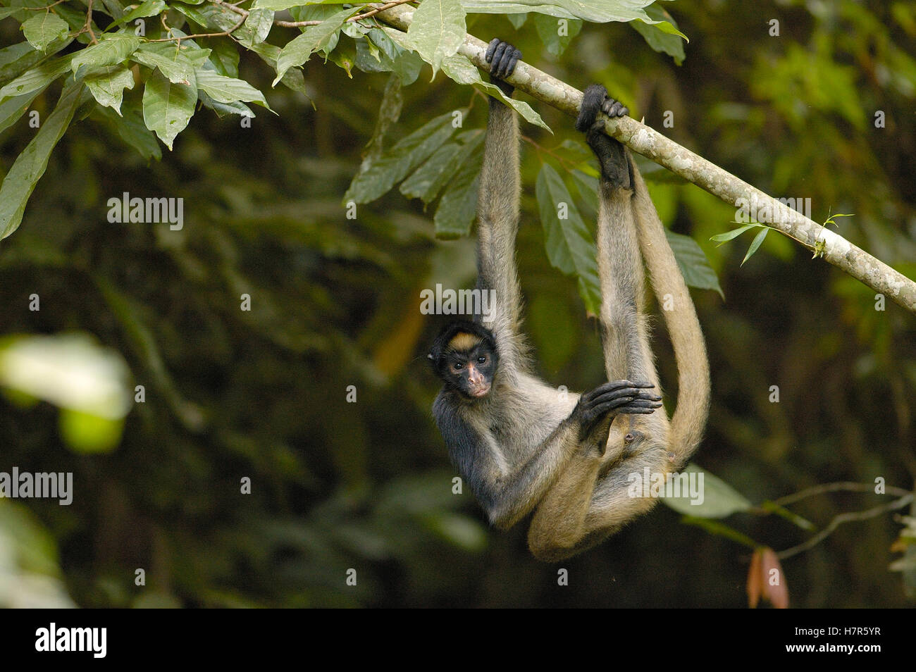 White-bellied Spider Monkey (Ateles belzebuth) hanging from tree ...