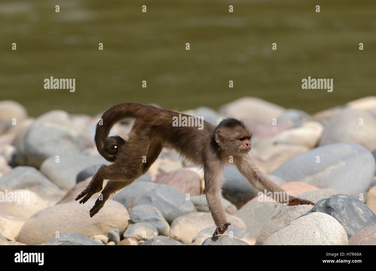 White-fronted Capuchin (Cebus albifrons) leaping over rocks, Amazon ...