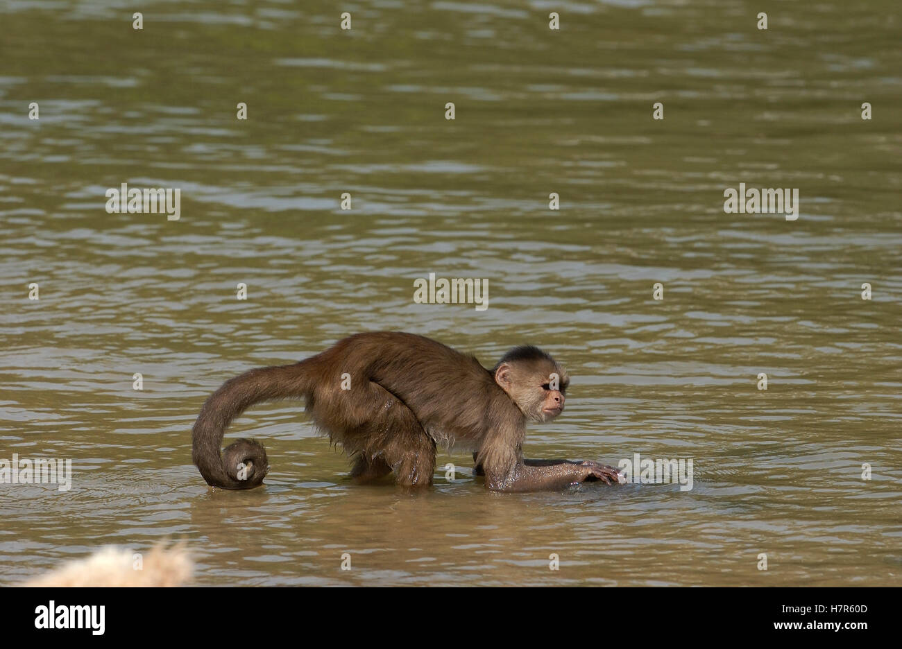 White-fronted Capuchin (Cebus albifrons) foraging for food in river ...