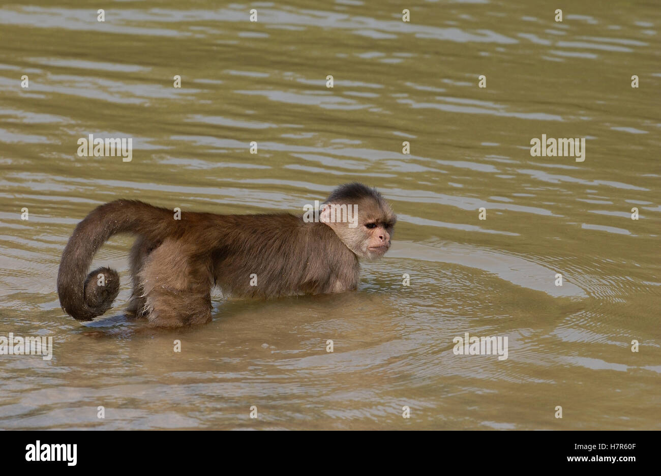 White-fronted Capuchin (Cebus albifrons) foraging for food in river ...