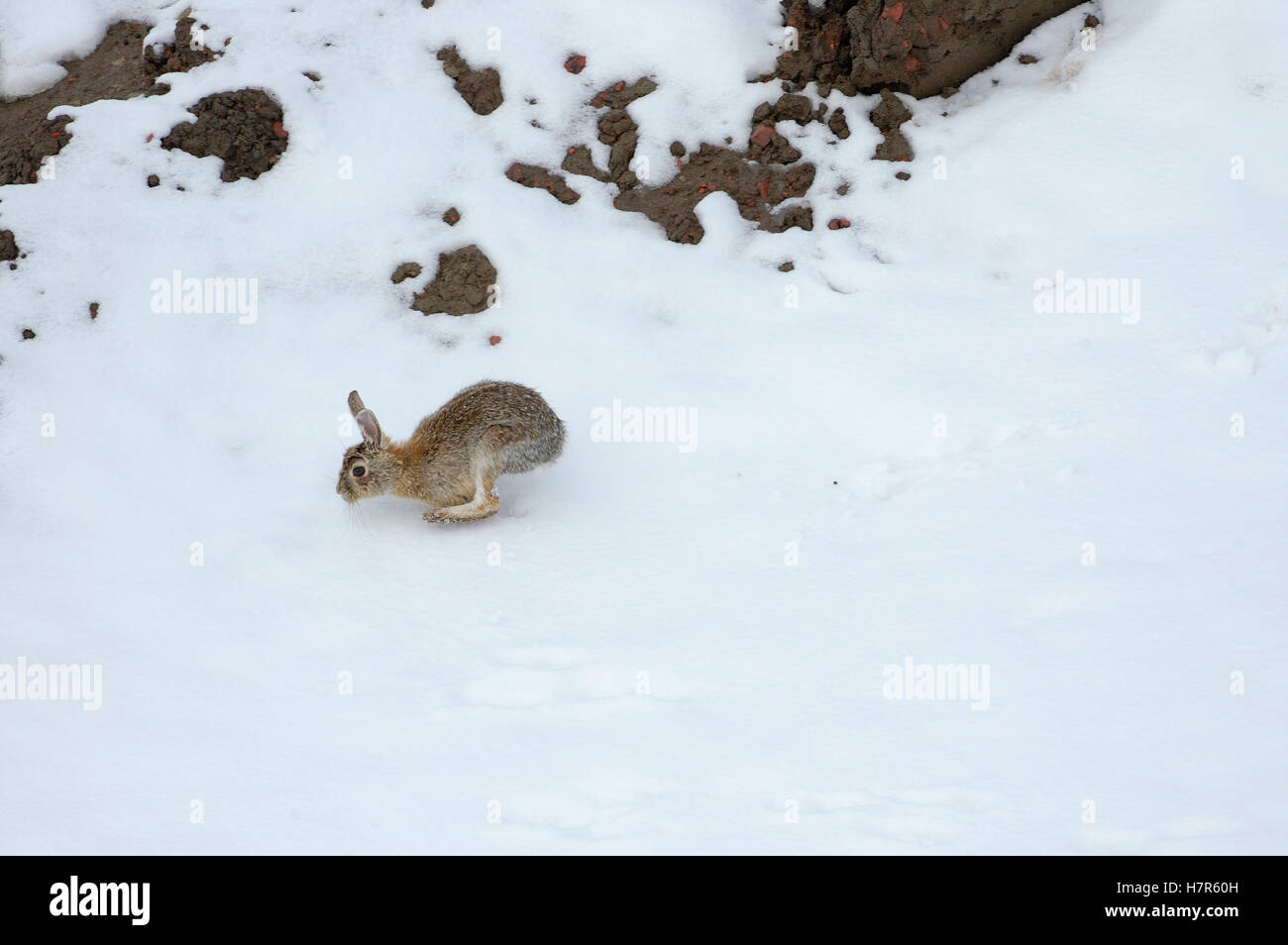 Eastern Cottontail Rabbit (Sylvilagus floridanus) running over snow ...