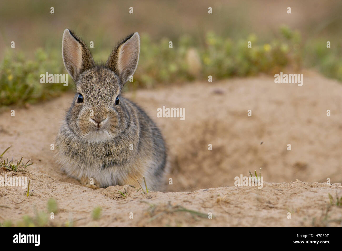 Eastern Cottontail Rabbit (Sylvilagus floridanus) at burrow entrance ...
