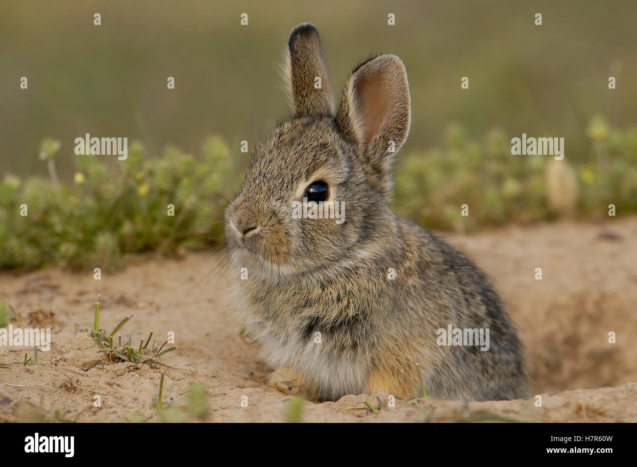 Eastern Cottontail Rabbit (Sylvilagus floridanus) at burrow entrance ...