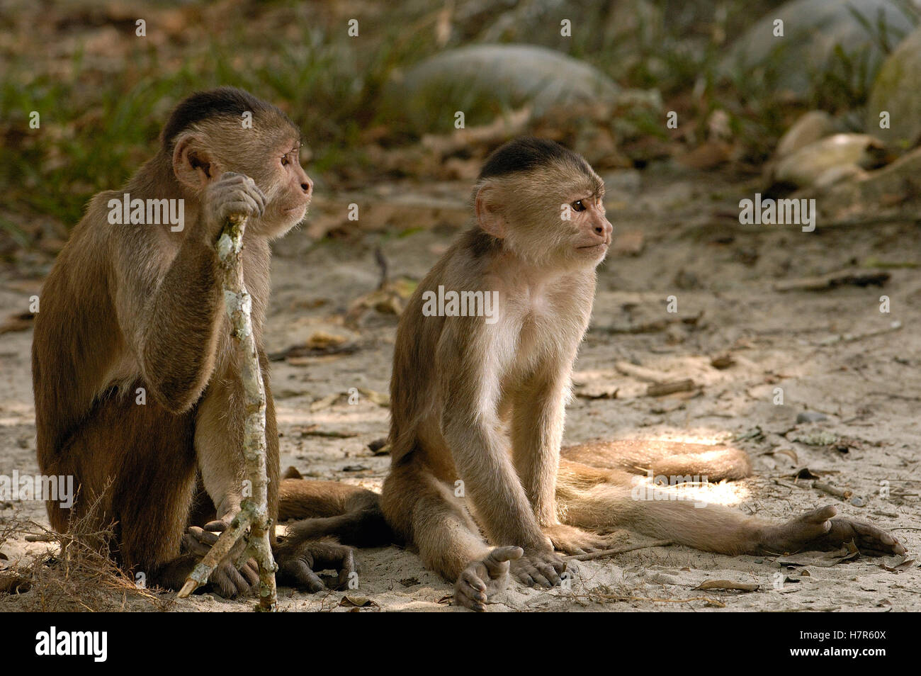 White-fronted Capuchin (Cebus albifrons) pair on beach, Amazon ...