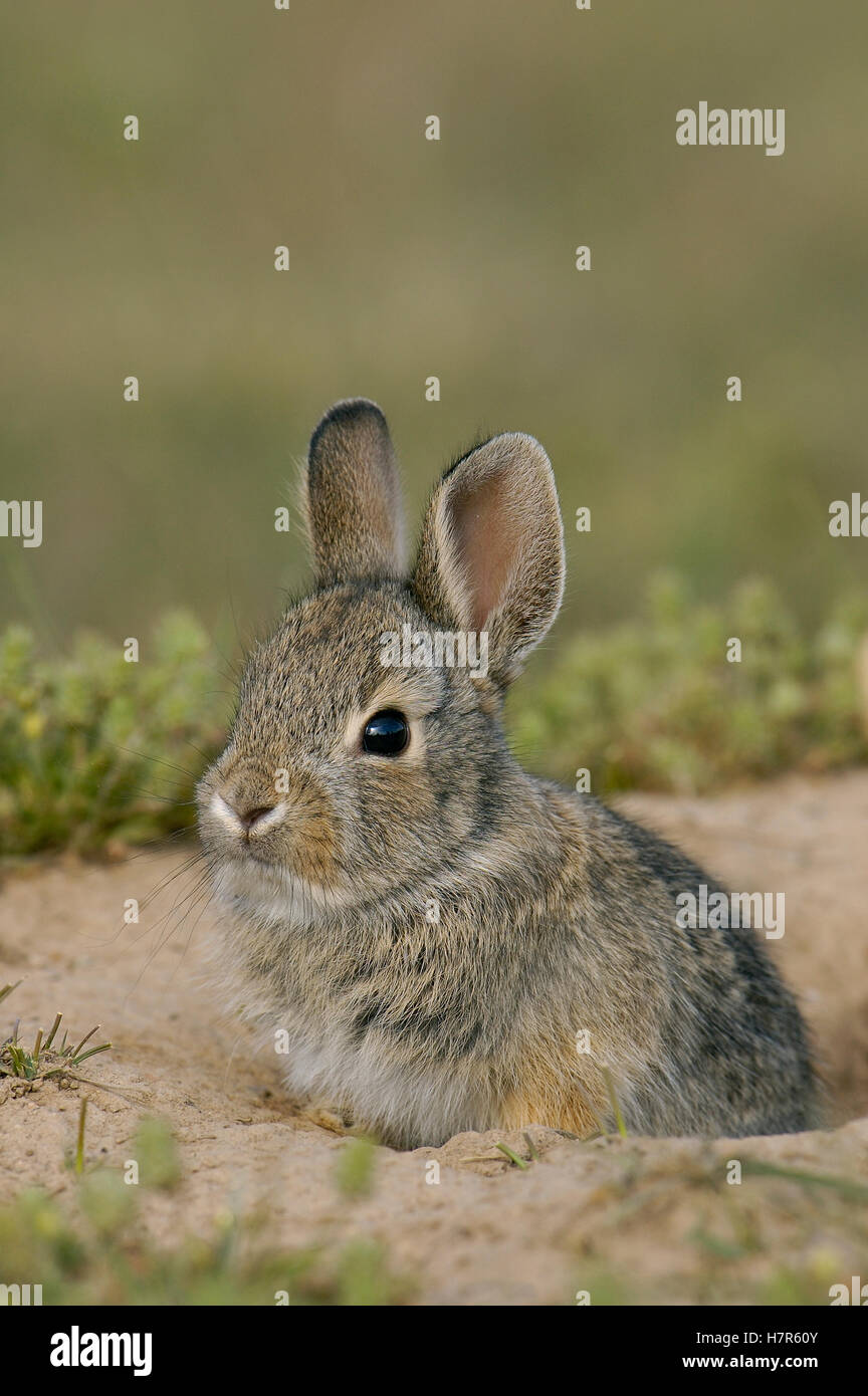 Eastern Cottontail Rabbit (Sylvilagus floridanus) at burrow entrance ...