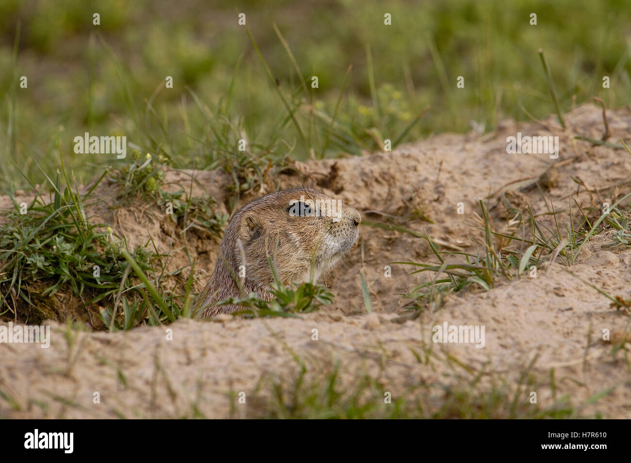 Black-tailed Prairie Dog (Cynomys ludovicianus) peeking out of burrow ...