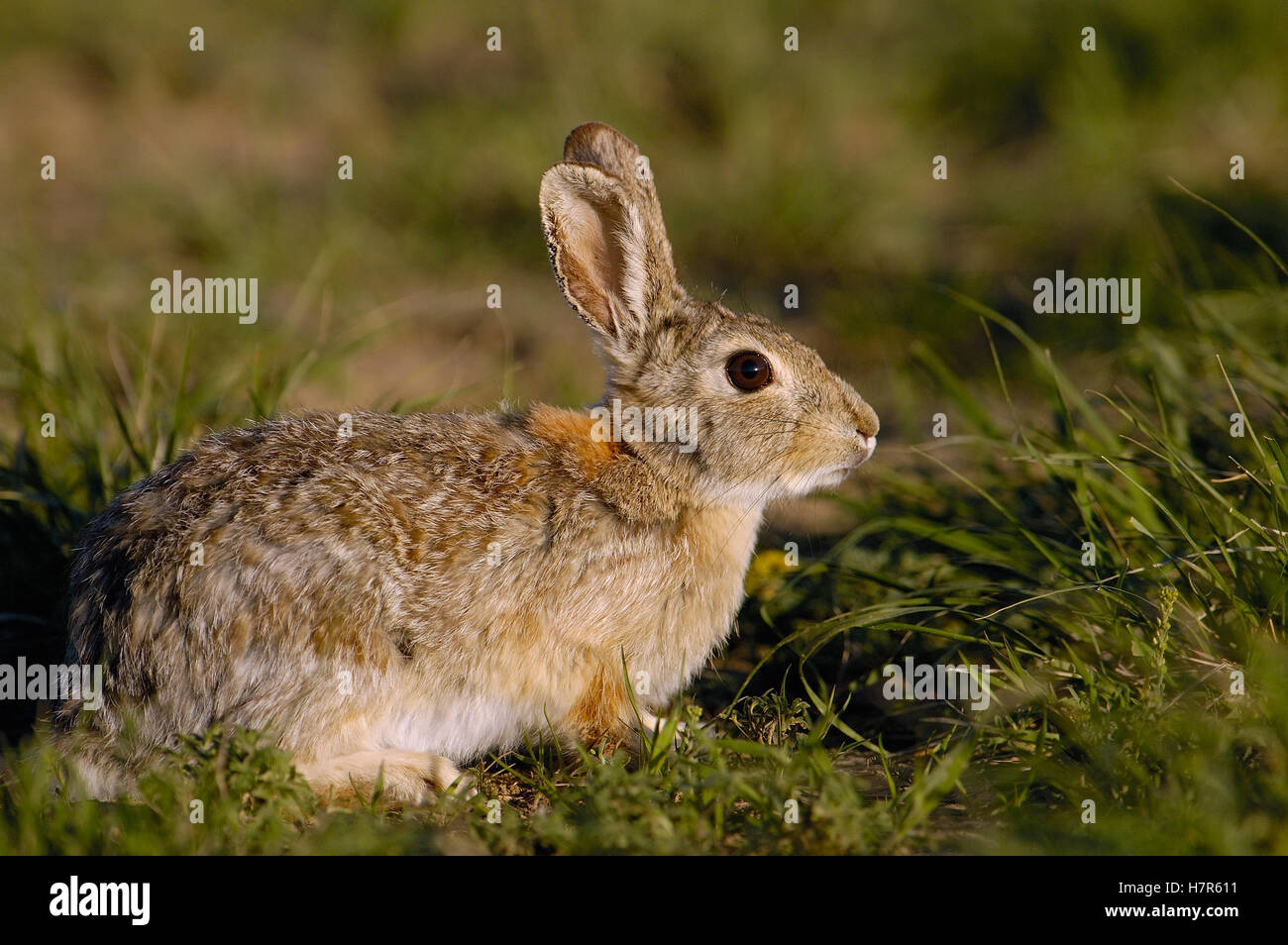 Eastern Cottontail Rabbit (Sylvilagus floridanus) portrait, Wyoming ...