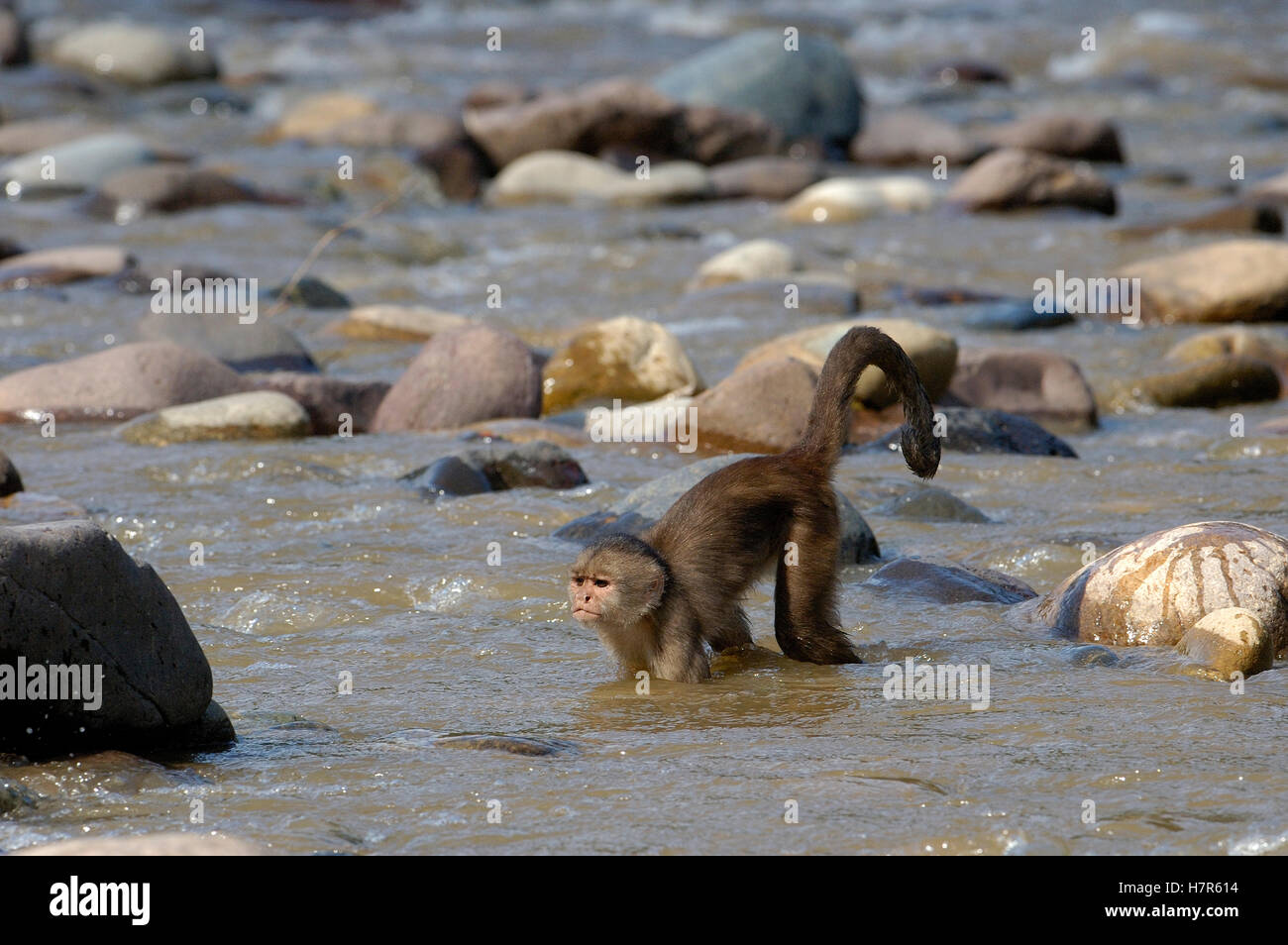 White-fronted Capuchin (Cebus albifrons) foraging for food in river ...