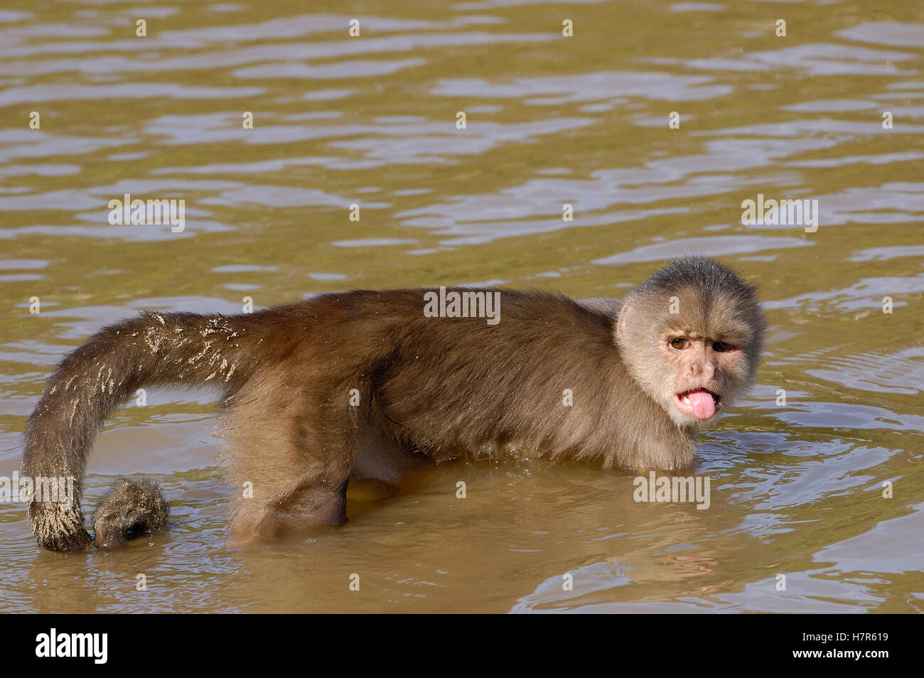White-fronted Capuchin (Cebus albifrons) foraging for food in river ...