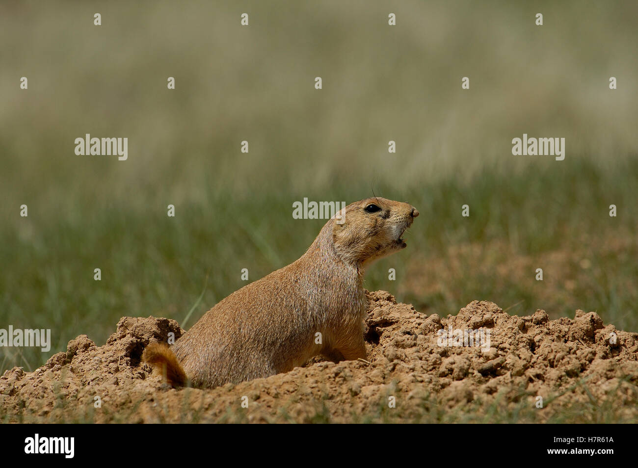 Black-tailed Prairie Dog (Cynomys ludovicianus) alarm calling near ...