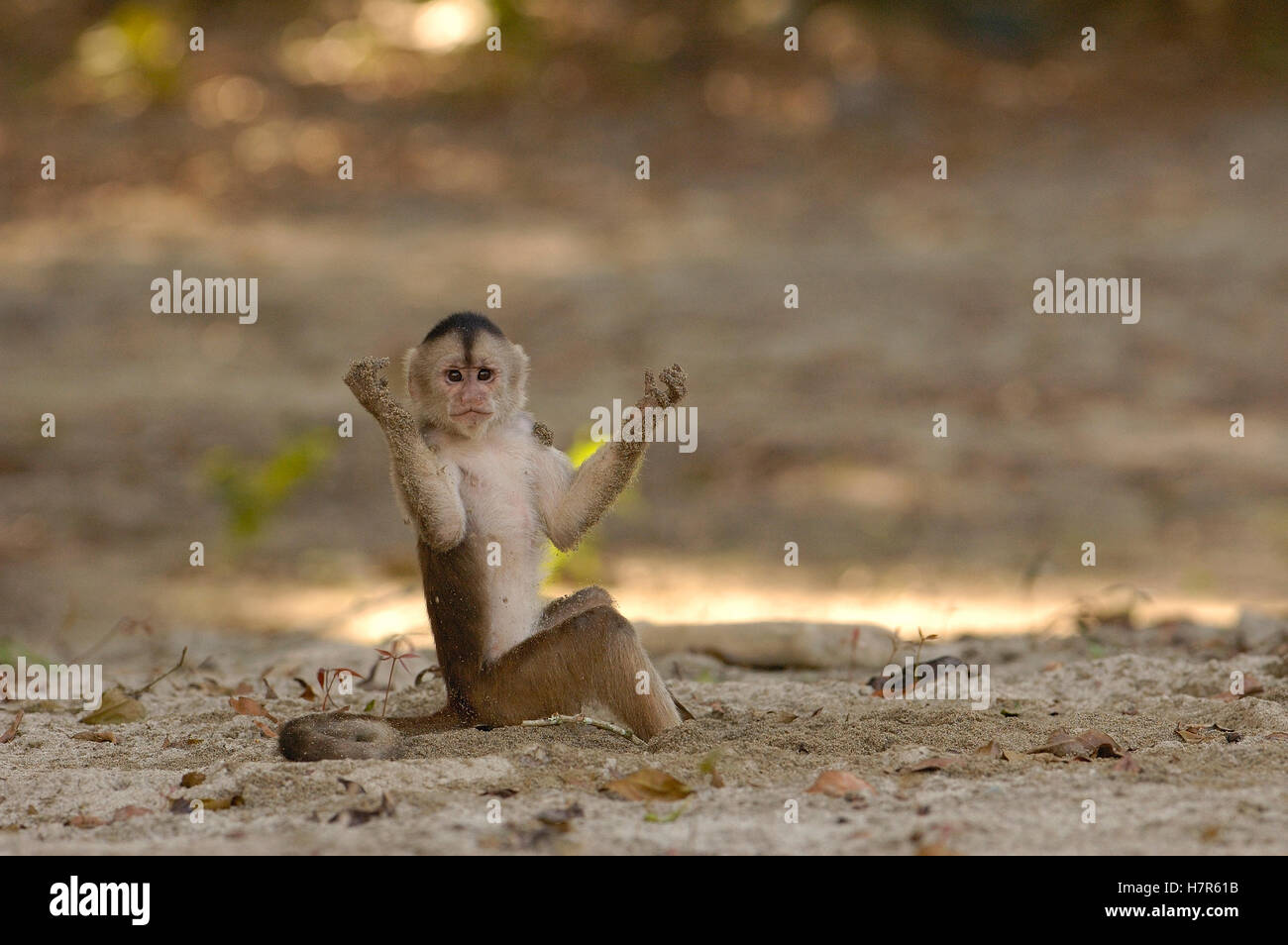 White-fronted Capuchin (Cebus albifrons) playing on the beach, Puerto ...