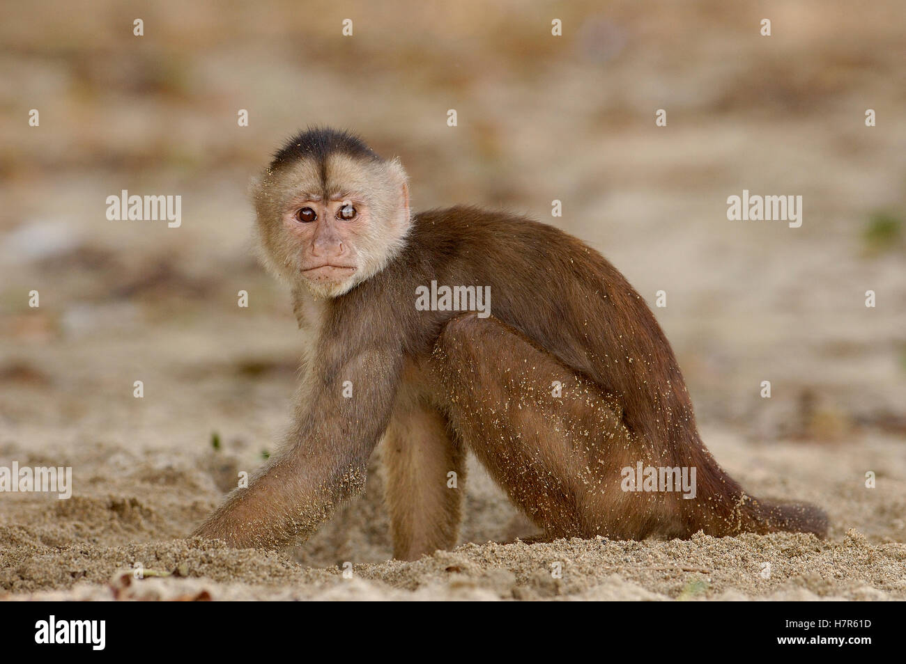 White-fronted Capuchin (Cebus albifrons) digging in sand, Puerto ...