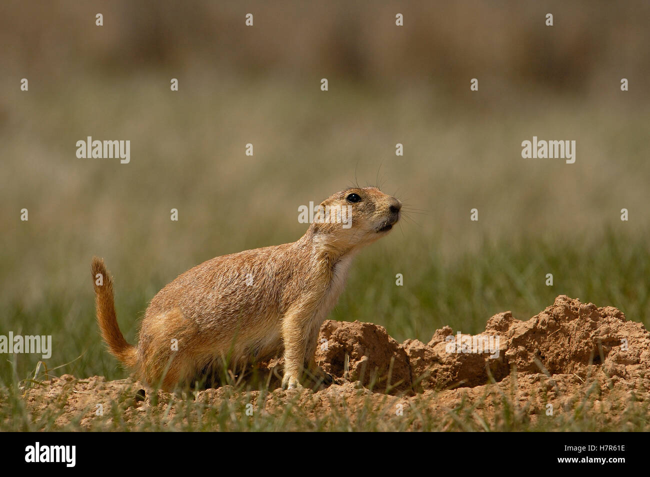 Black-tailed Prairie Dog (Cynomys ludovicianus) in agitated posture ...