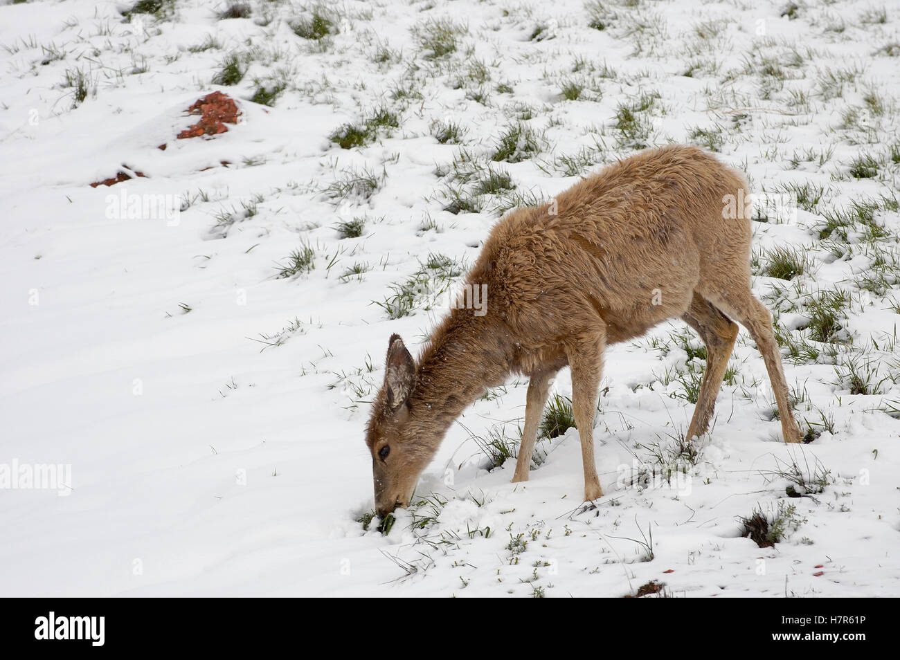 Mule Deer (Odocoileus hemionus) digging through new snow to feed after ...
