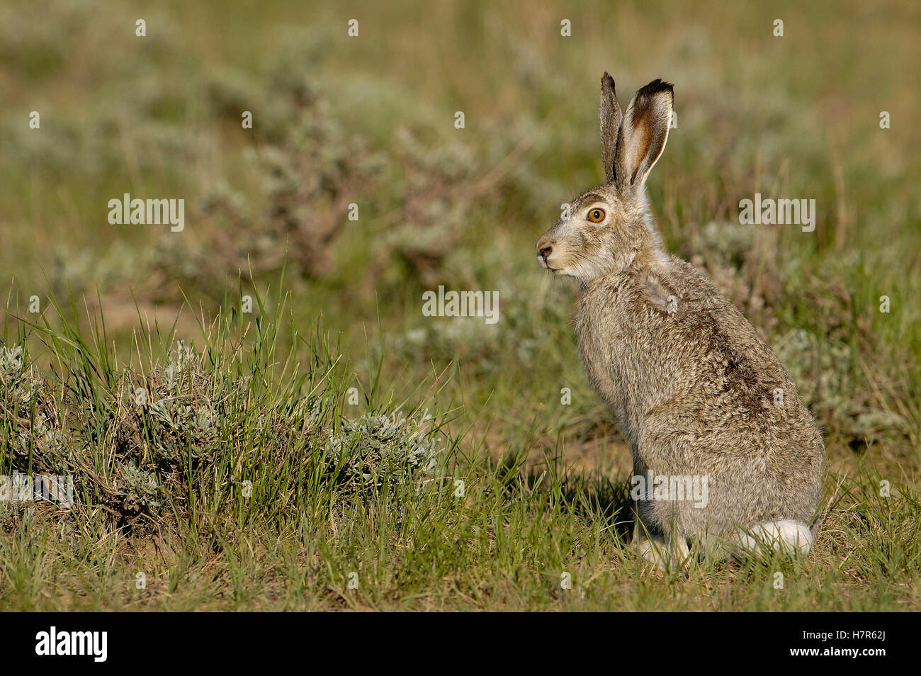 White-tailed Jack Rabbit (Lepus townsendii), Wyoming Stock Photo - Alamy
