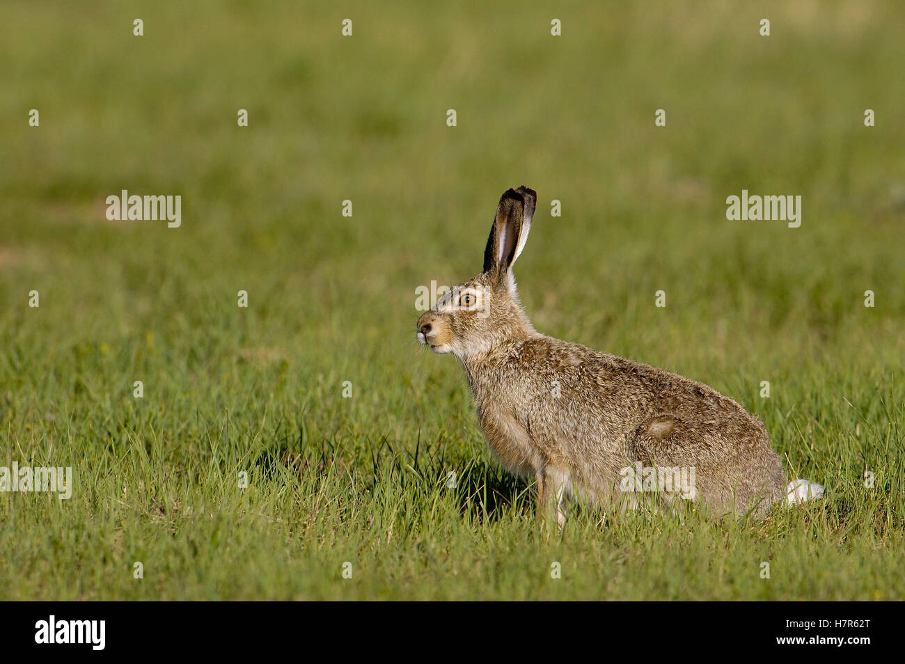 White-tailed Jack Rabbit (Lepus townsendii), Wyoming Stock Photo - Alamy