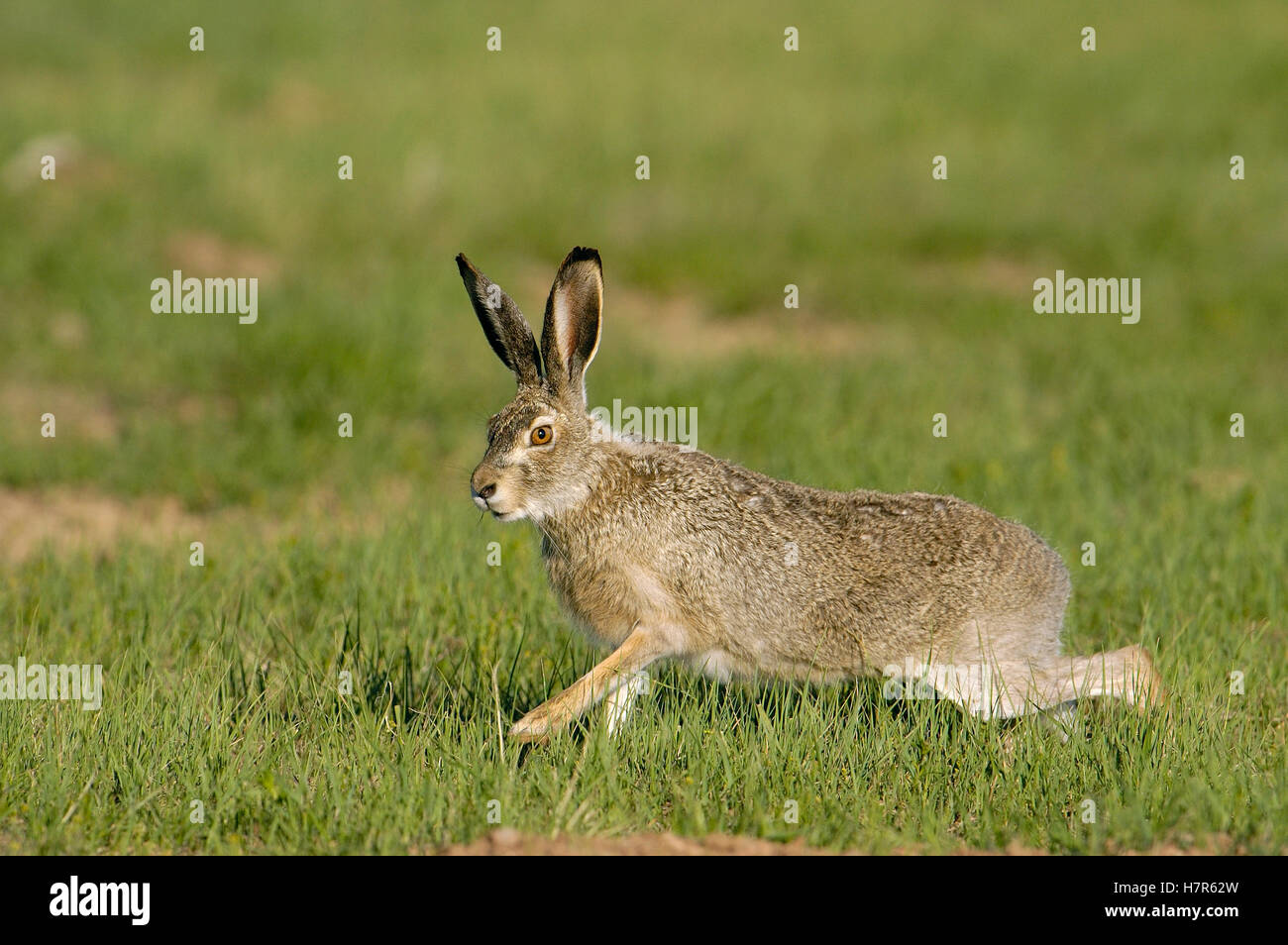 White-tailed Jack Rabbit (Lepus townsendii) running, Wyoming Stock ...