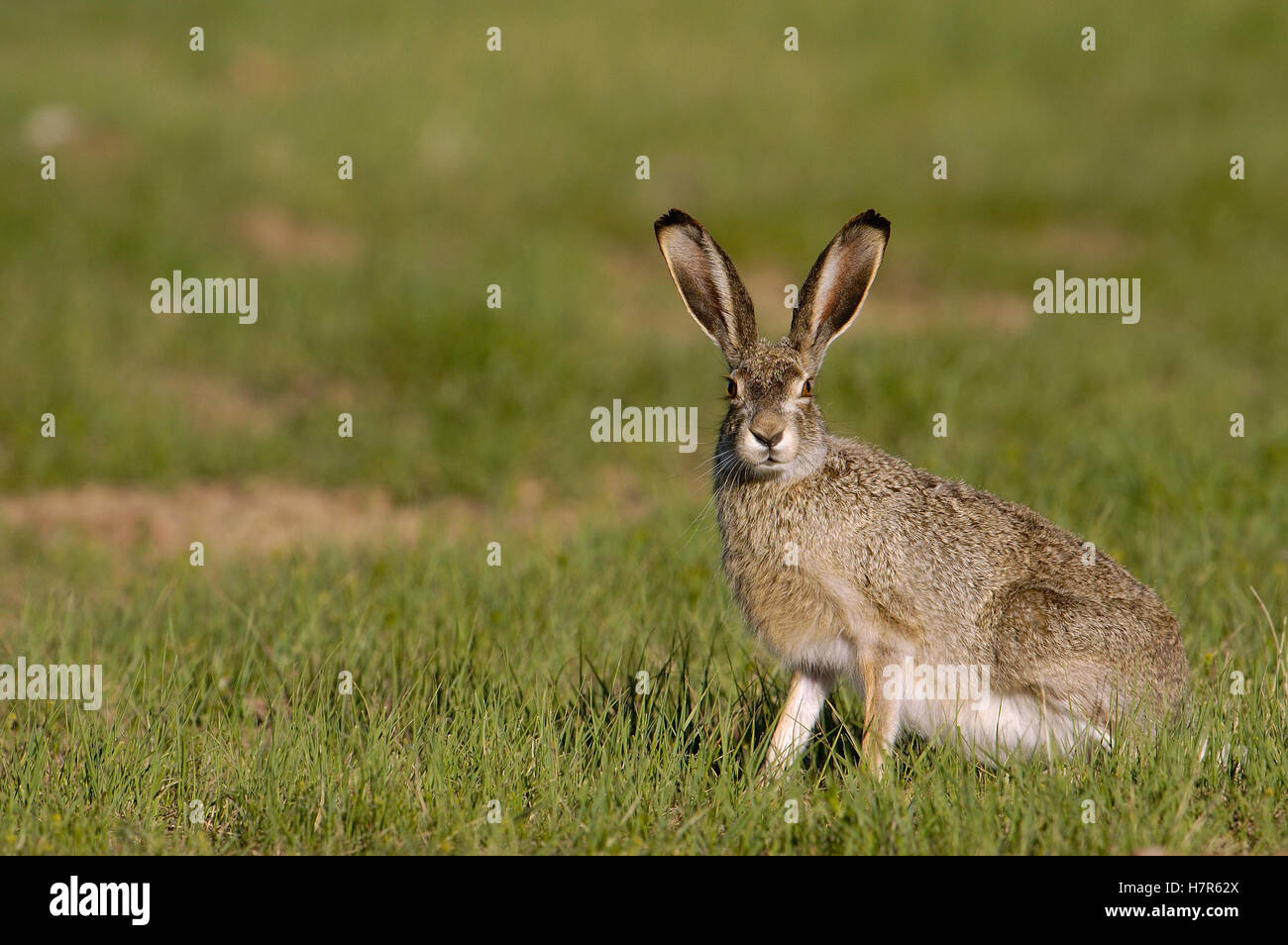White-tailed Jack Rabbit (Lepus townsendii) listening for danger ...