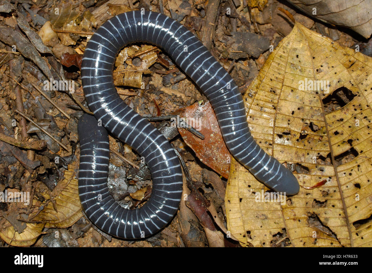 Ringed Caecilian (Siphonops annulatus) on forest floor, Amazon ...