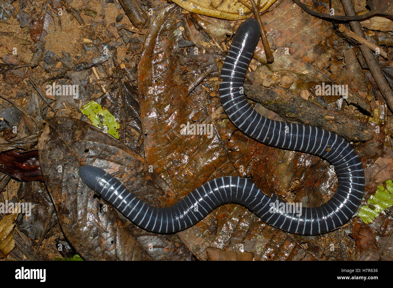 Ringed Caecilian (Siphonops annulatus) on forest floor, Amazon ...