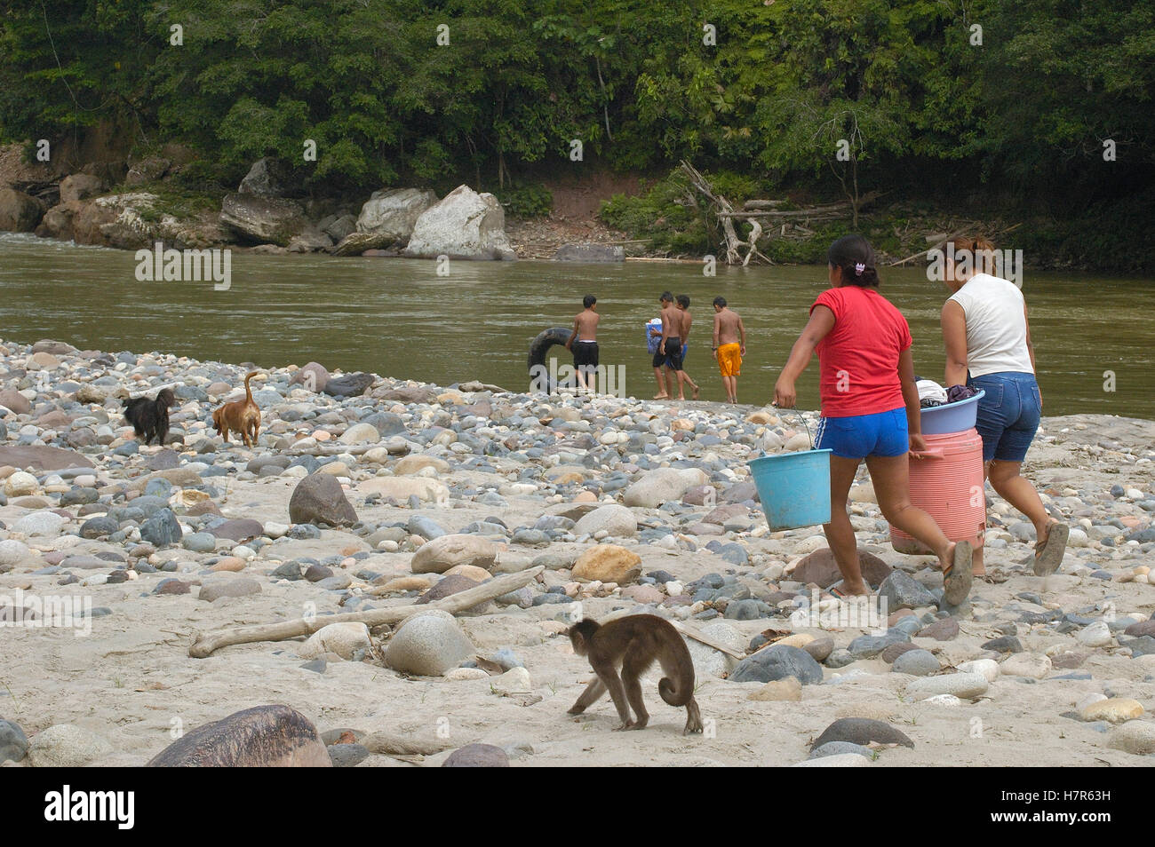 White-fronted Capuchin (Cebus albifrons) on the beach with locals ...