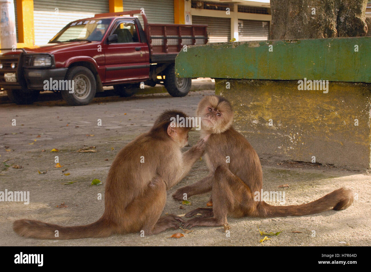 White-fronted Capuchin (Cebus albifrons) pair grooming in city street ...