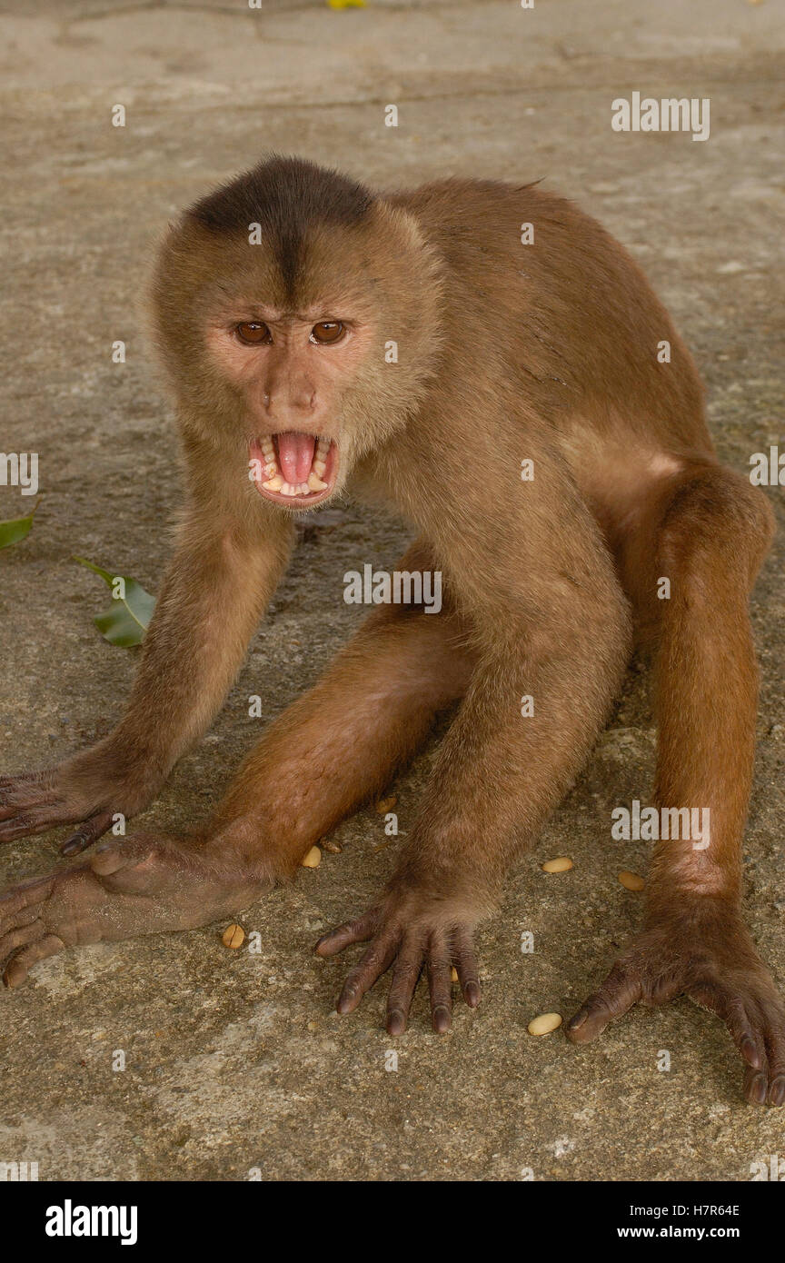 White-fronted Capuchin (Cebus albifrons) screaming, Puerto Misahualli ...